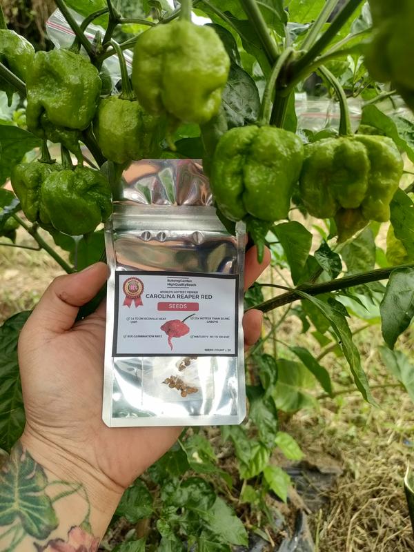 Carolina Reaper Seeds (red) "World Hottest Pepper" - TikTok Shop ...