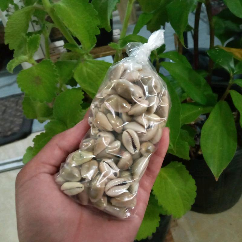 100Pieces Sigay Shells for sungka, diy, arts and crafts, hom - TikTok ...