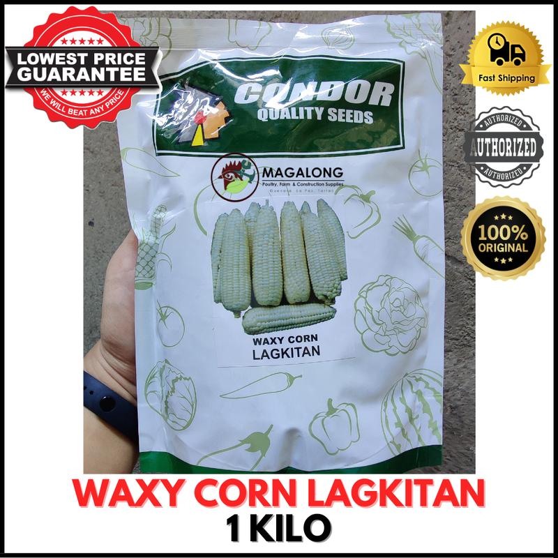 CONDOR SEEDS - WAXY CORN - LAGKITAN - 1 KILO - TikTok Shop Philippines