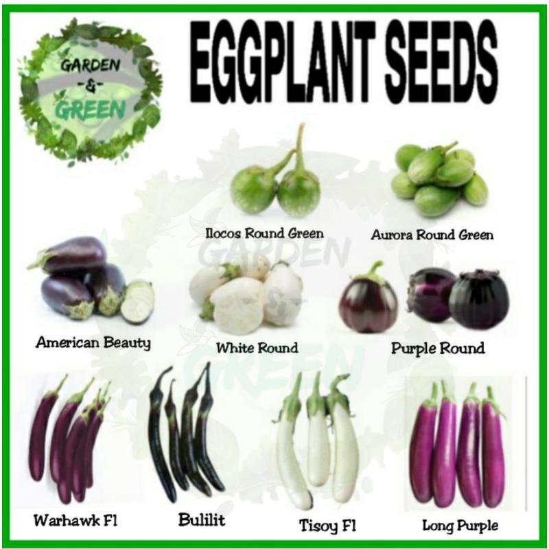 Eggplant seeds Talong seeds -Black Beauty︎-Tisoy︎ bulilit︎-bilog ...