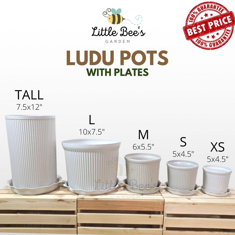 Ludu Corinthian Pots with Plate [Little Bee's Garden] - TikTok Shop ...